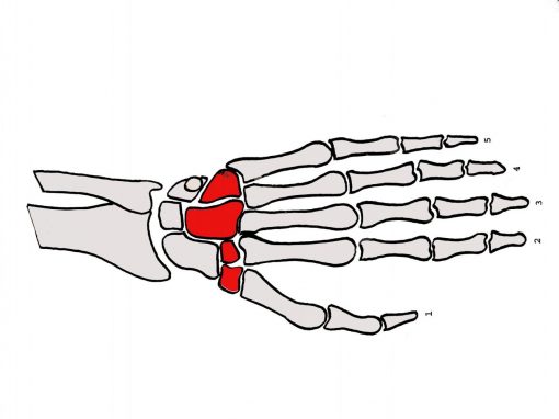 Deuxième rangée des os du carpe | L'institut de chirurgie de la main de ...